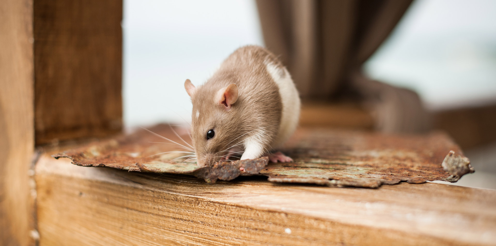 Mice and rat extermination
