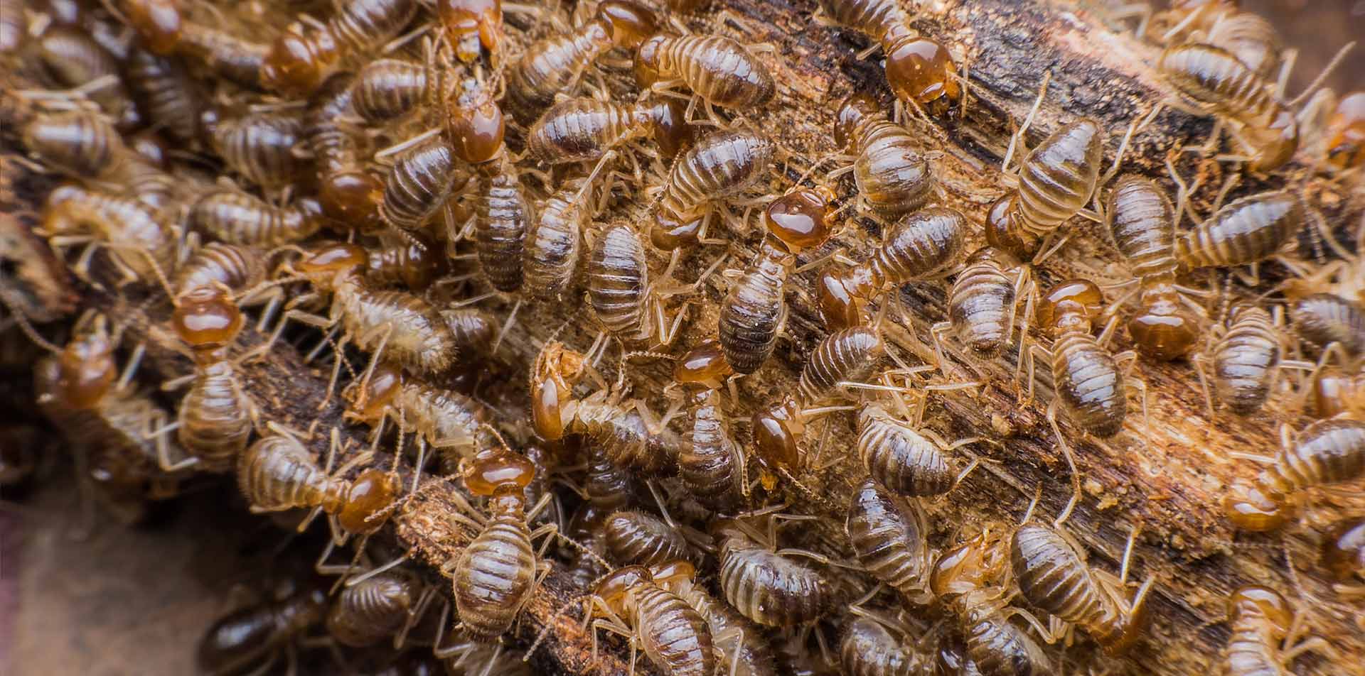 Granada Termite
